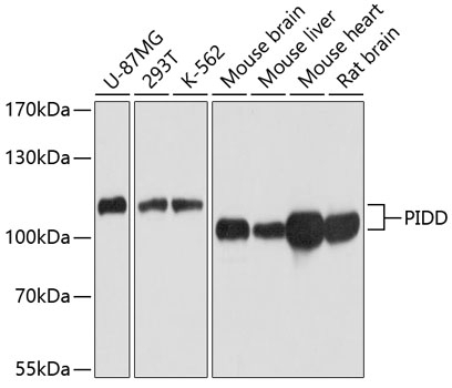 PIDD Antibody - Cat. No. 19-480 | ProSci