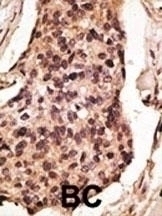 SIGLEC8 Antibody - Cat. No. 58-370 | ProSci