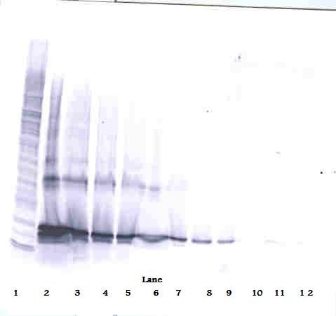 LIGHT Antibody - Cat. No. XP-5215 | ProSci