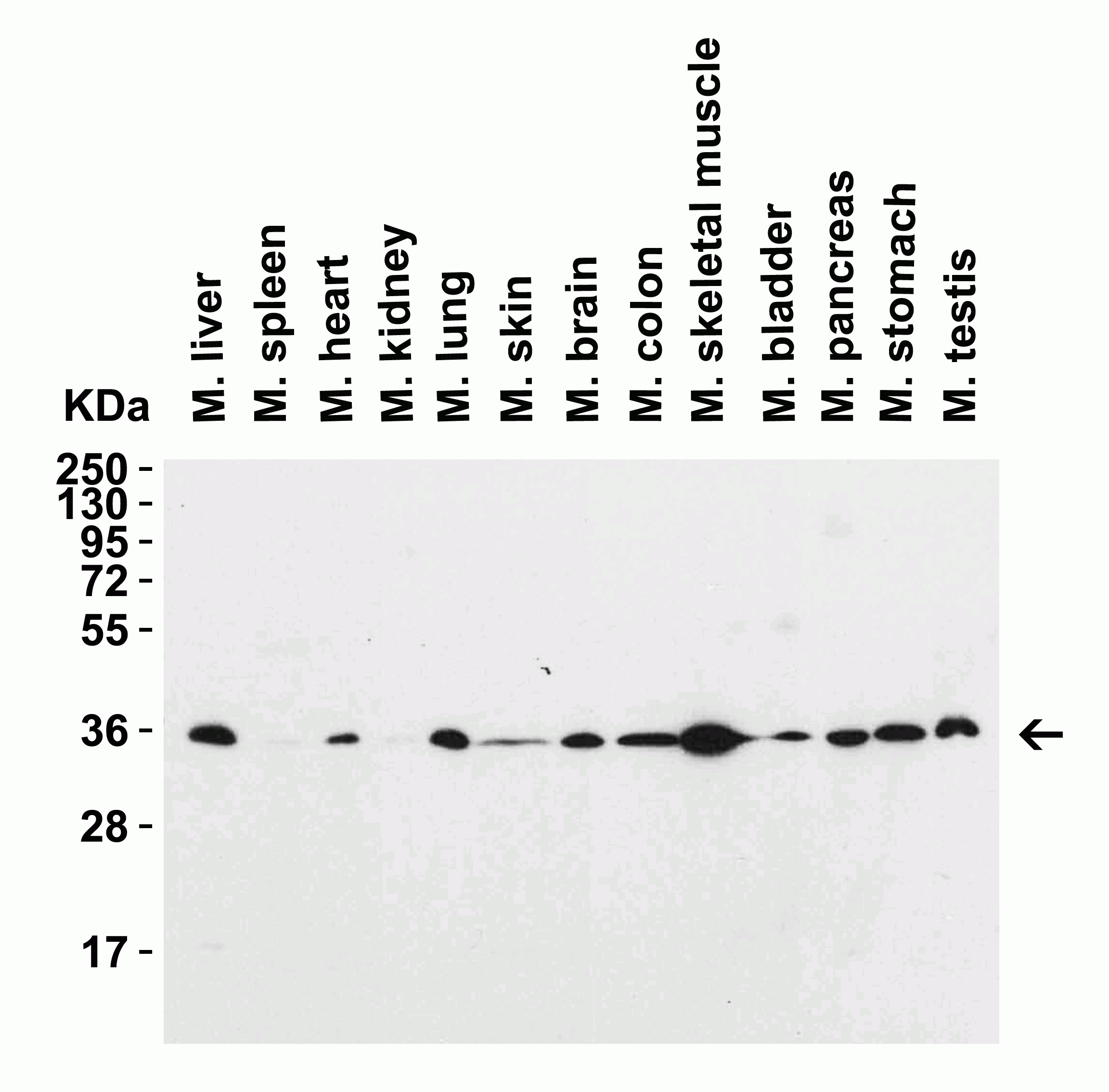 SIGLEC15 Antibody - Cat. No. 9017 | ProSci