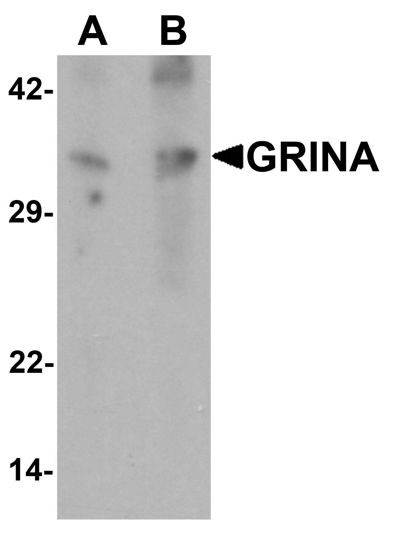 GRINA Antibody - Cat. No. 7147 | ProSci