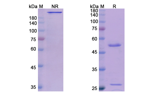 Gatipotuzumab (MUC1/CD227) Antibody, Monoclonal - Cat. No.10-842 | ProSci